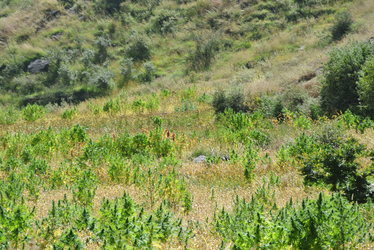 An Introduction to Wild Hemp... – Heaven Hemp
